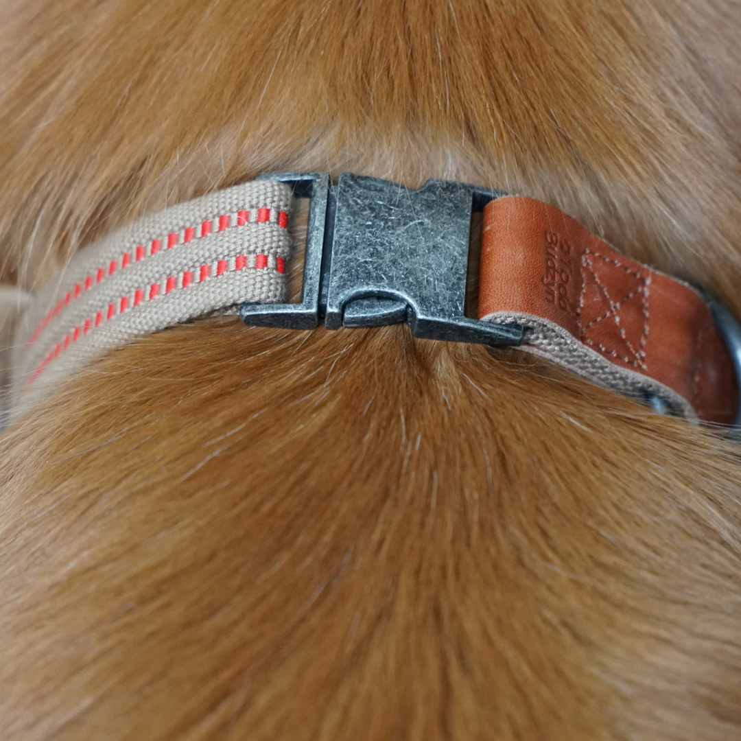 COLLARS – Tucker & Todd Co.